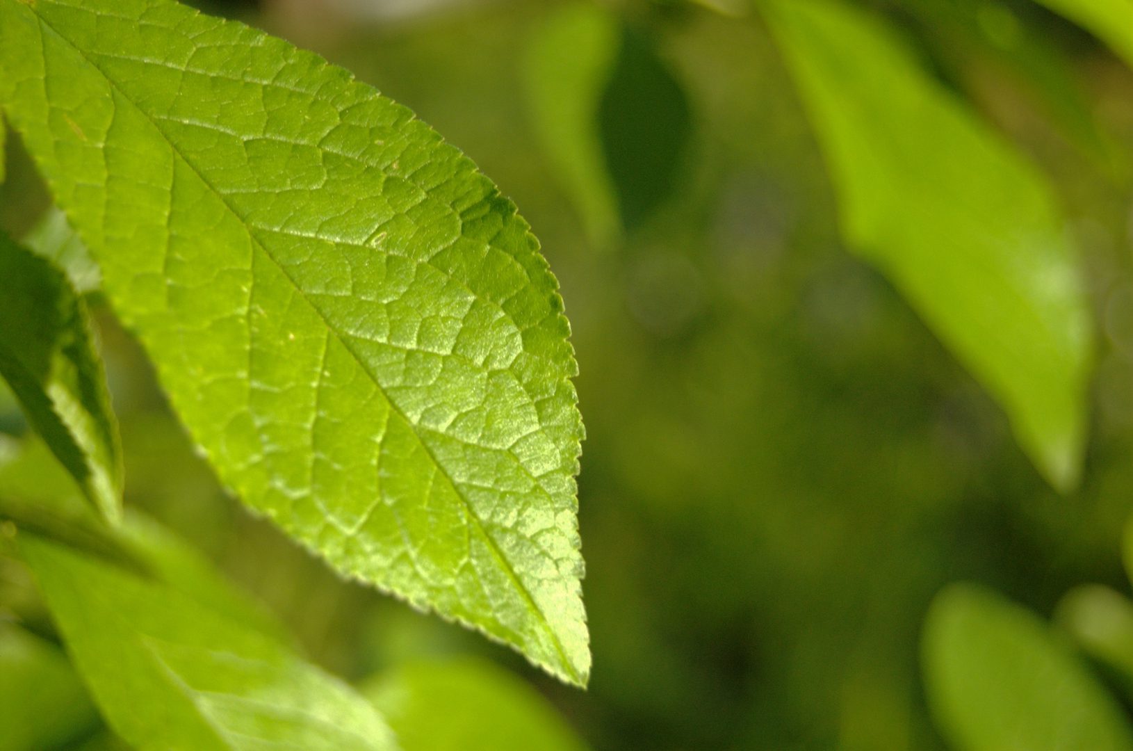 A Leave Close-up - Heritage Cove